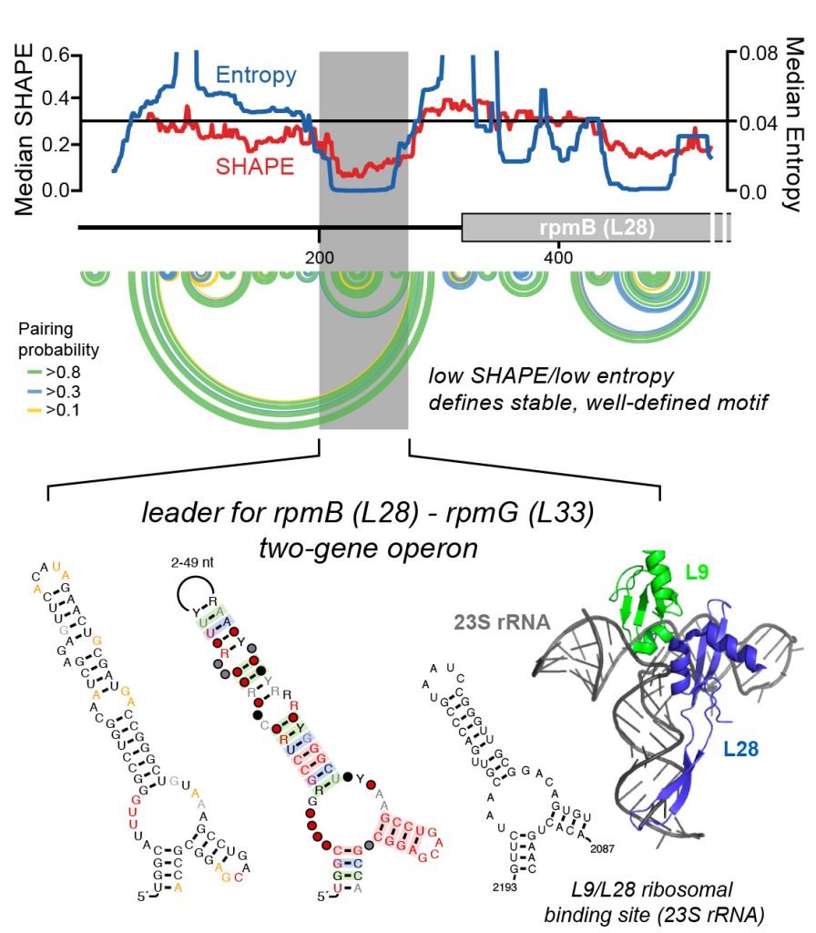 Kevin Weeks, Ph.D. - Keynote speaker, 2021 RNA Symposium - Center for ...