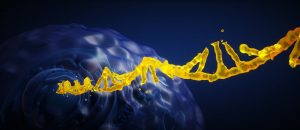 Home - Center for RNA Biomedicine